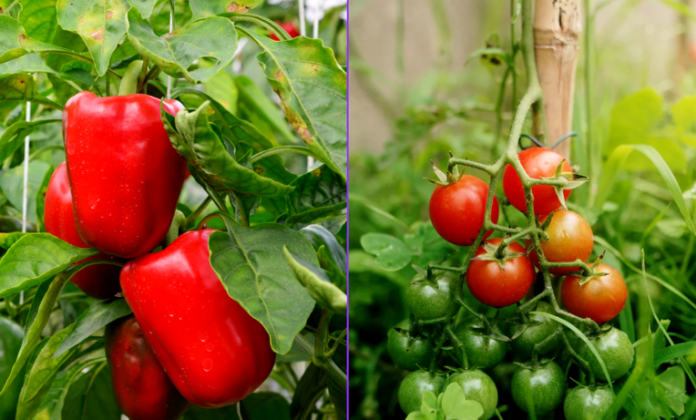 Should you plant tomatoes and peppers together? Here's what gardeners say