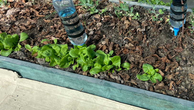 Easy DIY Drip Irrigation System To Save Time and Water In Your Garden
