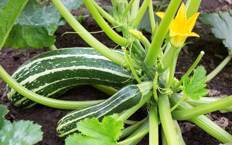 How To Prune Zucchini Plants For Bigger, Tastier Fruits