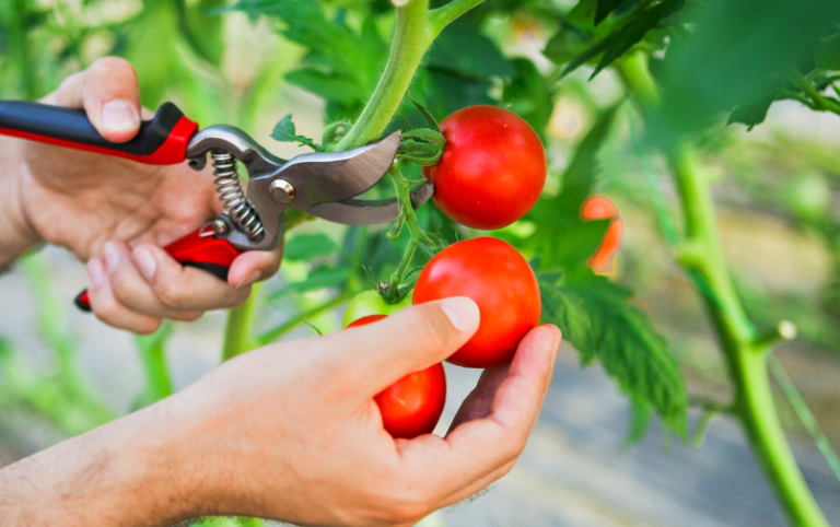 This Easy Trick Made My Tomatoes Twice As Juicy This Summer