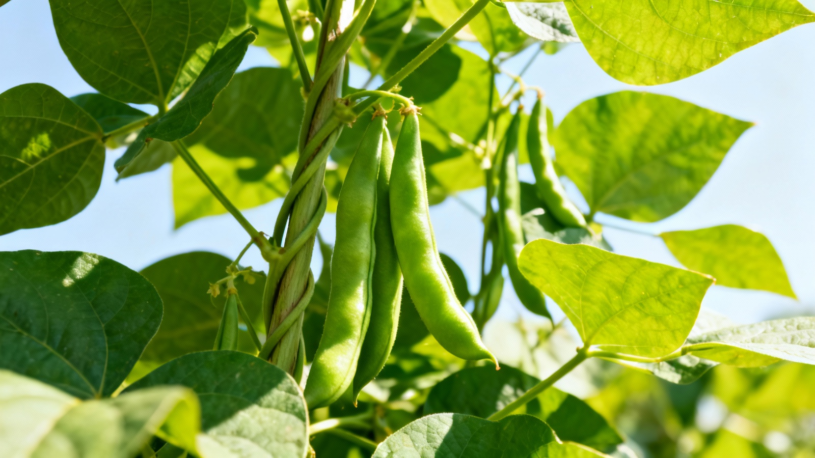 How much sunlight does common bean need for optimal growth