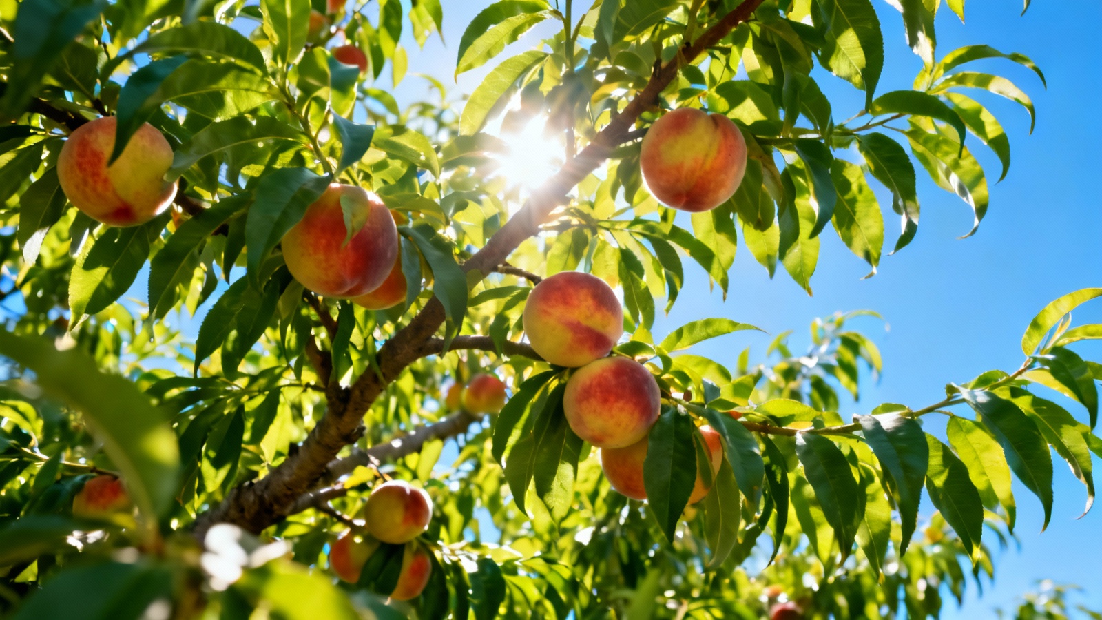 How much sunlight does peach need for healthy growth and fruit production
